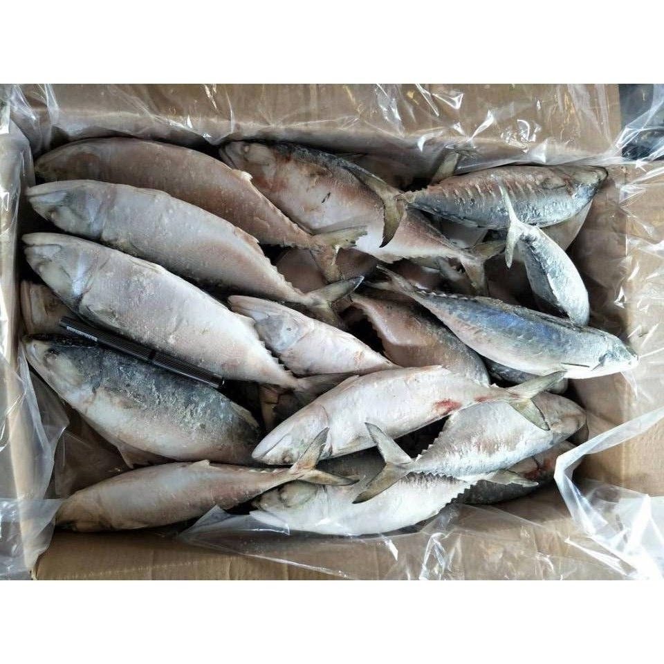 IKAN KEMBUNG 6/8 – C&S Frozen Food