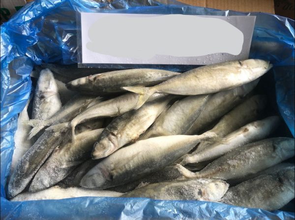 IKAN SARDIN FROZEN – C&S Frozen Food