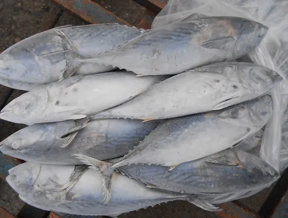 IKAN TONGKOL FROZEN – C&S Frozen Food